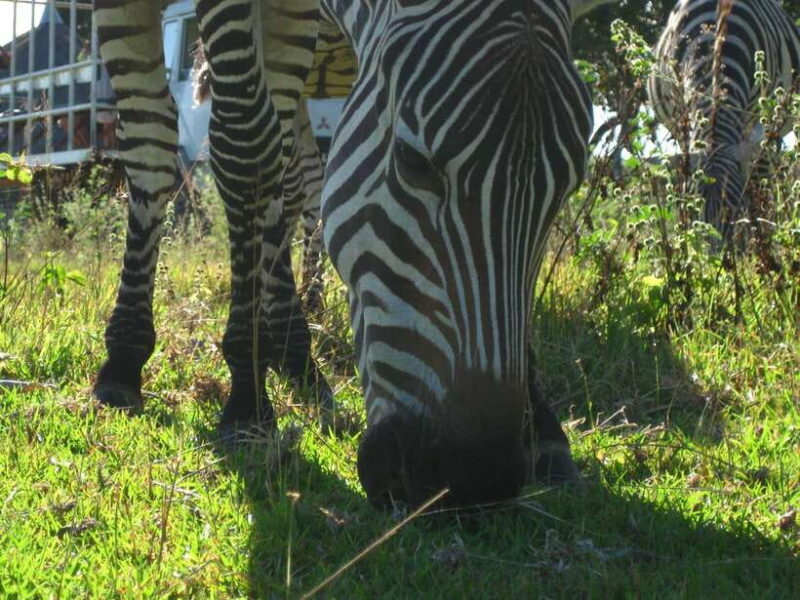 Coron: Calauit Safari Adventure - The Experience: What You Can Expect