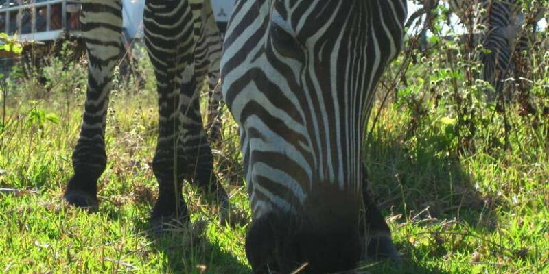 Coron: Calauit Safari Adventure - The Practical Side: Pricing and Value