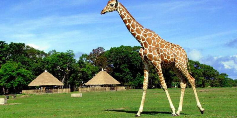 Coron: Calauit Safari Adventure - FAQ