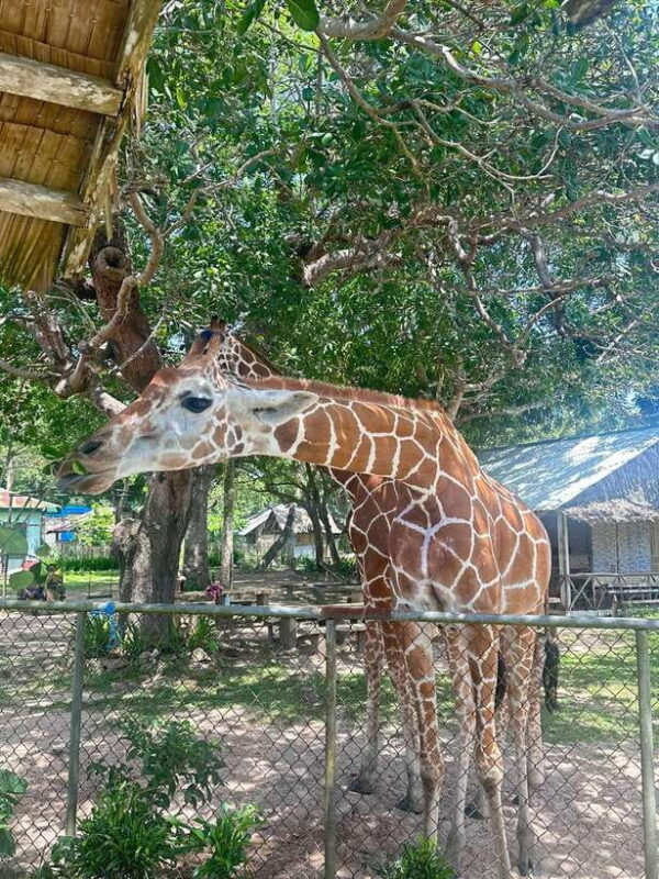 Coron: Calauit Safari Black Island Lunch & Transfer included - What Travelers Say