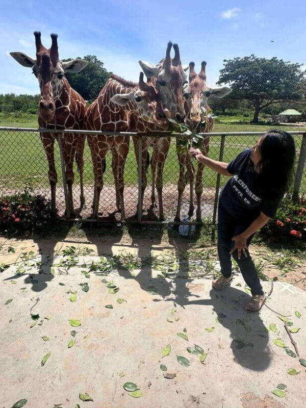 Coron: Calauit Safari Black Island Lunch & Transfer included - FAQs