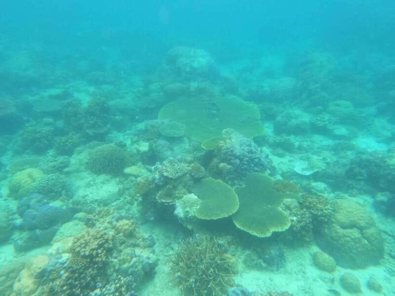 Coron: Dugong Watching with Sea Turtle and Coral Garden tour - Key Points