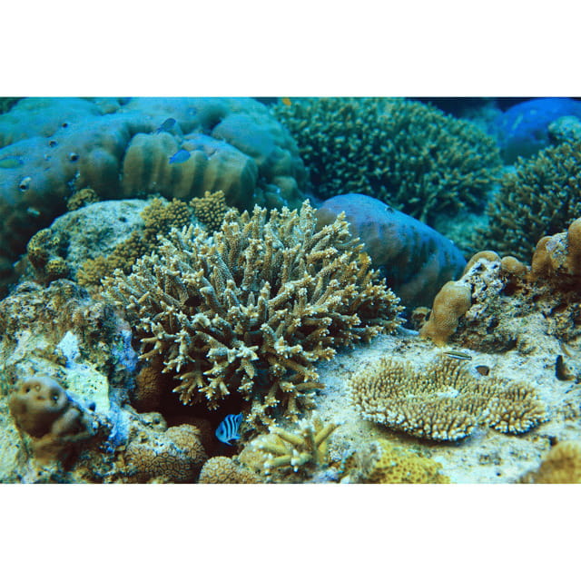 Coron: Super Ultimate Tour w/Barracuda Lake & Lunch - Final Thoughts