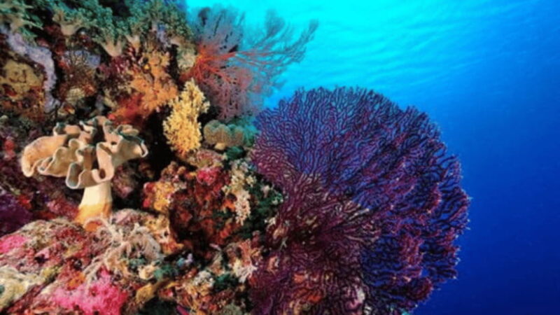 Coron: Ultimate Island Tour (C) with Lunch - Transport, Group Size, and Price