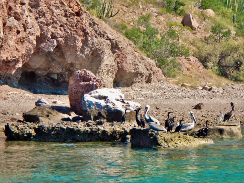 Coronado Island and Snorkel Tour - FAQs