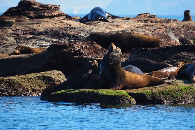 Coronado Island Visit and Sea Lions Swimming - Exploring Coronado Island: An Overview of the Experience