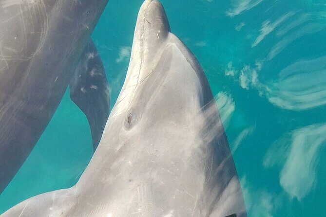 Coronado Island Visit and Sea Lions Swimming - Authenticity and Experience Quality
