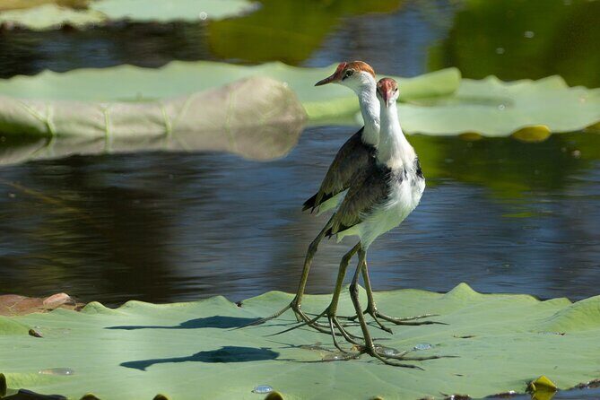 Corroboree Billabong 2.5 hour Lunch Cruise - Exploring Corroboree Billabong: What to Expect