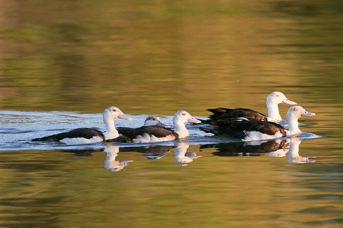 Corroboree Billabong Wetland Cruises - 1.5 hour Morning cruise - An In-Depth Look at the Tour Experience