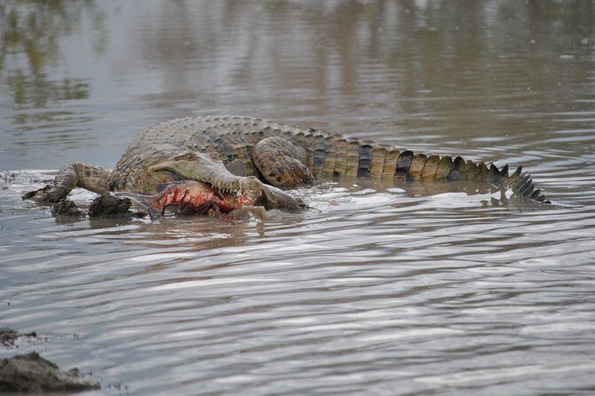 Corroboree Billabong Wetland Cruises - 1.5 hour Morning cruise - Final Thoughts
