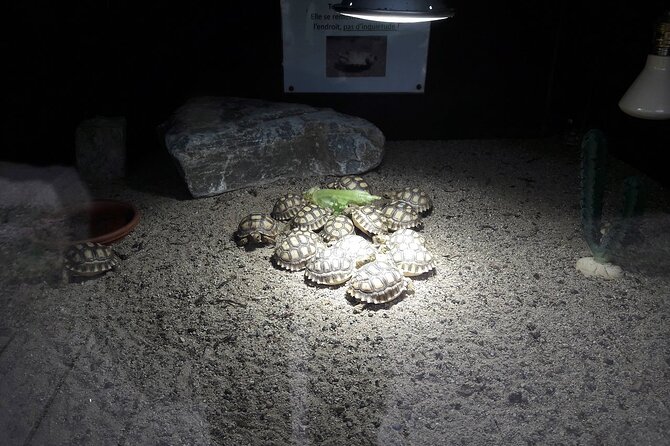 Corsica A Cupulatta Turtle Park Skip the Line Admission Ticket - Park Facilities and Amenities