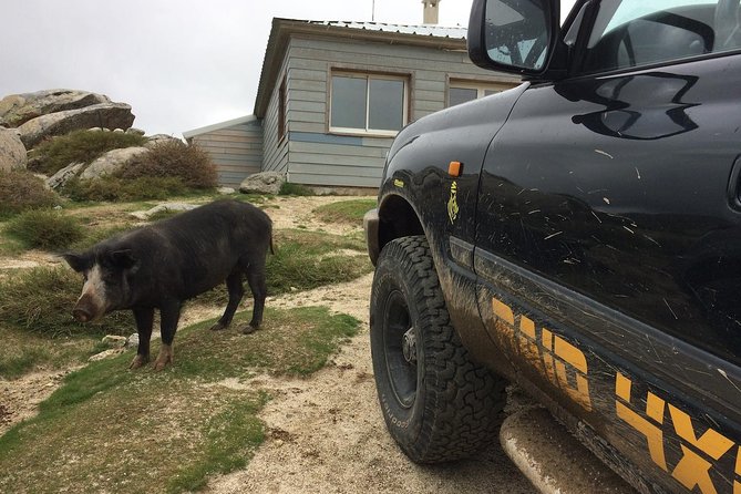 Corsica Extreme Sud Day 4X4 Excursions From Porto-Vecchio - Reviews From Travelers