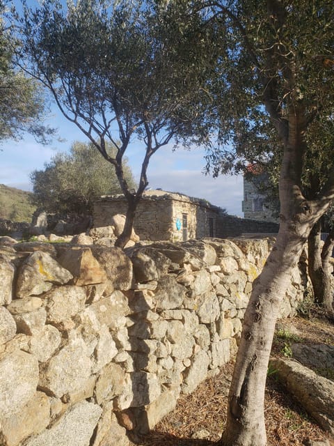 Corsica: Organic Wine Tasting & Local Lunch - Key Points