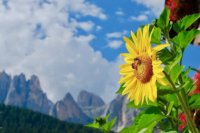 Cortina & Dolomites Small Group Full Day Tour From Venice - Logistics and Meeting Point