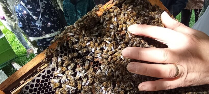 Corund, HR: Visit to bee-keeper, tasting & hive-opening - Key Points