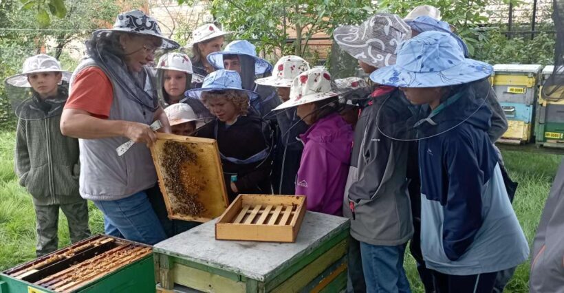 Corund, HR: Visit to bee-keeper, tasting & hive-opening - Why This Experience Offers Great Value