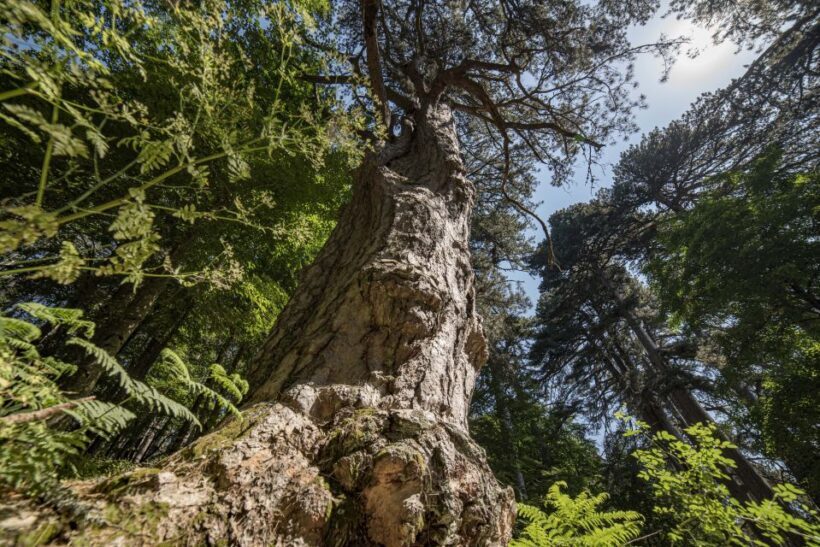Cosenza: Giants of the Sila - An In-Depth Look at the Giants of the Sila Tour