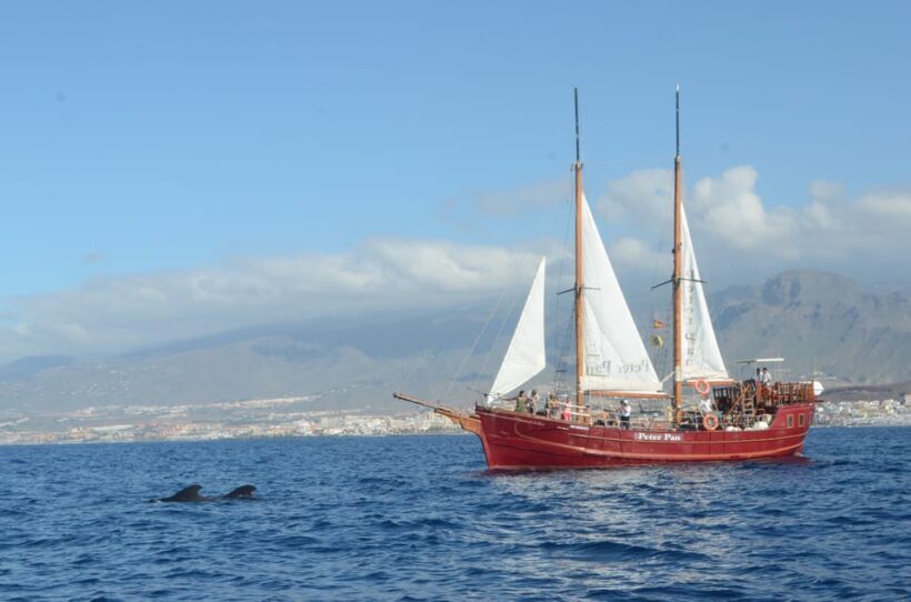 Costa Adeje: Respectful Whale-Watching Sailboat Tour & swim - Detailed Review of the Whale-Watching Tour