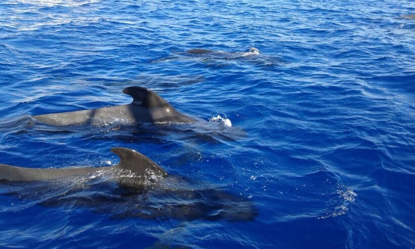 Costa Adeje: Respectful Whale-Watching Sailboat Tour & swim - Who Would Enjoy This Tour?