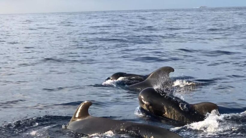 Costa Adeje: Whale and Dolphin Cruise with Food and Pickup - An In-Depth Look at the Experience