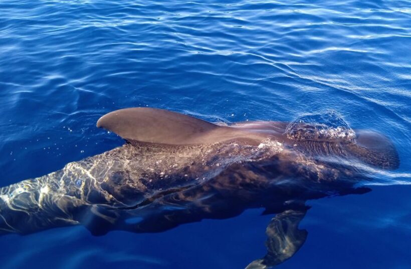 Costa Adeje: Whale and Dolphin-Watching Boat Excursion - FAQs