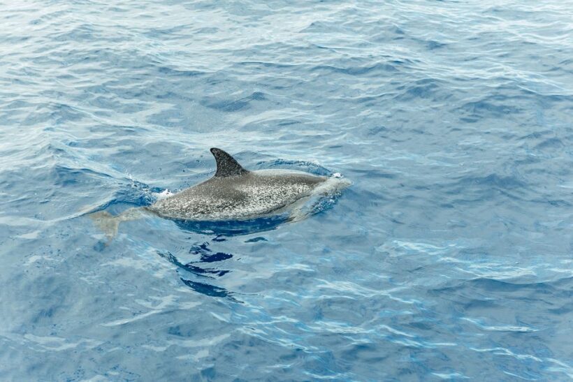 Costa Adeje: Whale & Dolphin Submarine Vision Mini Cruise - FAQ