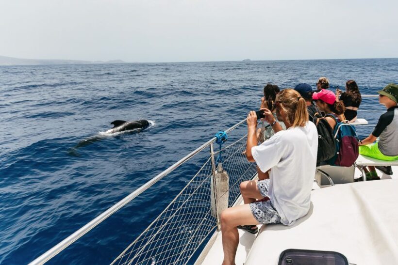 Costa Adeje: Whale Watching Catamaran Tour with Drinks - FAQ