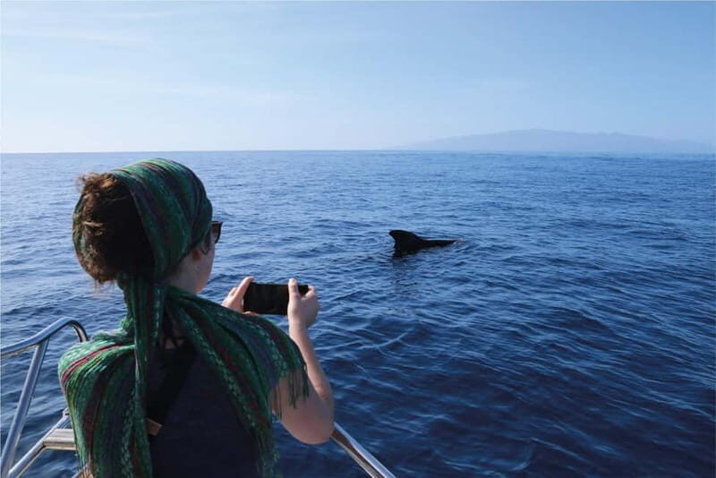 Costa Adeje: Whale Watching Eco Experience with Hydrophone. - Key Points