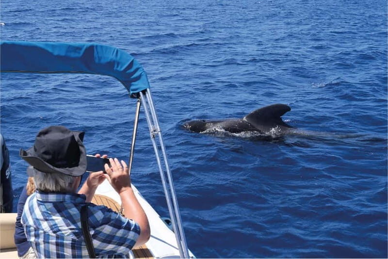 Costa Adeje: Whale Watching Eco Experience with Hydrophone. - Top Highlights of the Costa Adeje Eco Experience