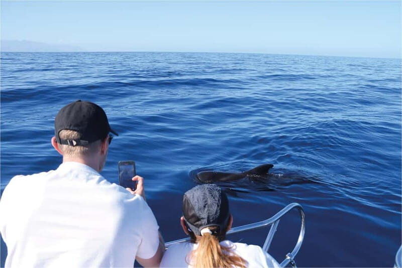 Costa Adeje: Whale Watching Eco Experience with Hydrophone. - The Itinerary: What to Expect