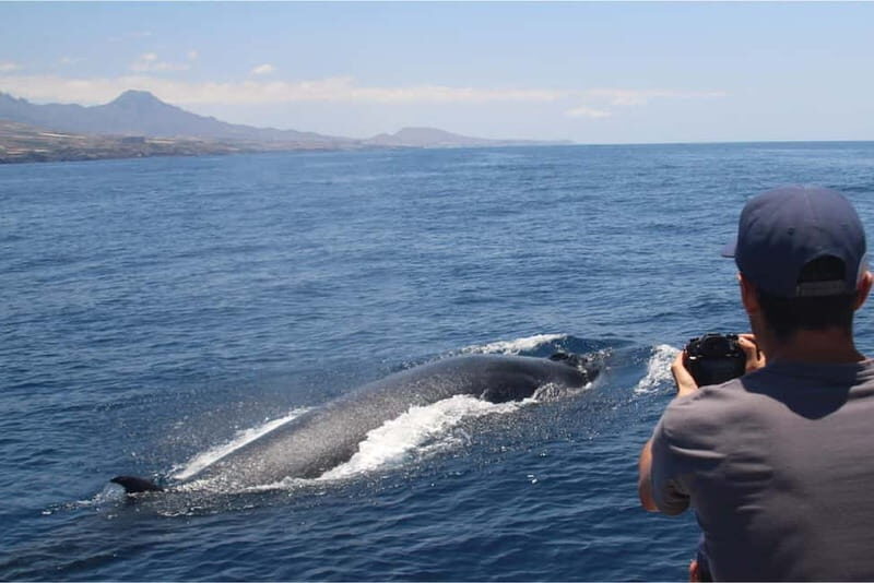 Costa Adeje: Whale Watching Eco Experience with Hydrophone. - Authentic Encounters and Genuine Reviews
