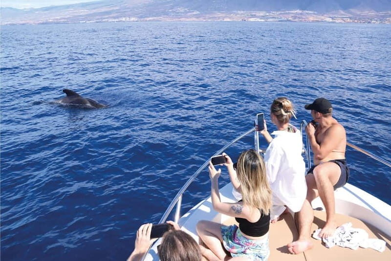 Costa Adeje: Whale Watching Eco Experience with Hydrophone. - Is It Worth the Price?