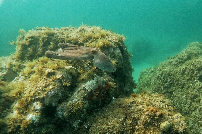 Costa Brava: Scuba Diving Tour, Lunch and a Visit to Tossa De Mar - Discovering the Medieval Town of Tossa De Mar