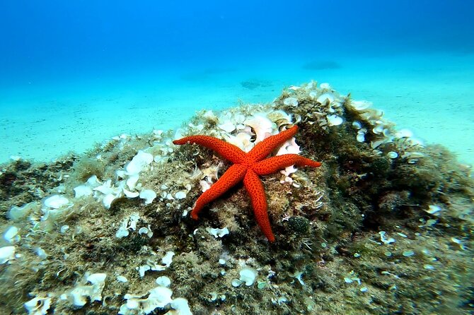 Costa Brava: Scuba Diving Tour, Lunch and a Visit to Tossa De Mar - Navigating the Meeting Point and Pickup