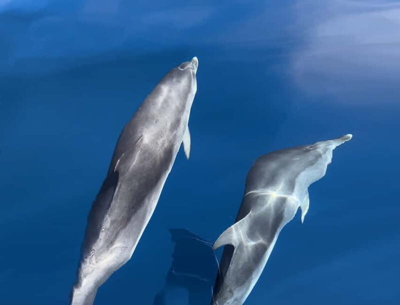 Costa Calma: Fuerteventura Dolphin Watching Zodiac Boat Tour - What to Expect from the Dolphin Watching Zodiac Tour