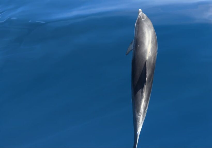 Costa Calma: Fuerteventura Dolphin Watching Zodiac Boat Tour - Why This Tour Is Worth Considering