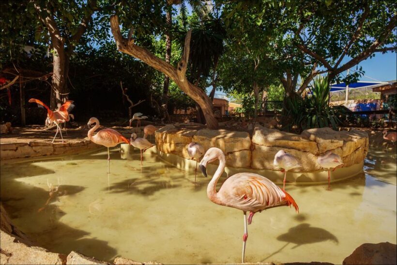 Costa d'en Blanes: Entry Ticket for Marineland Mallorca - The Day at Marineland: A Step-by-Step Breakdown