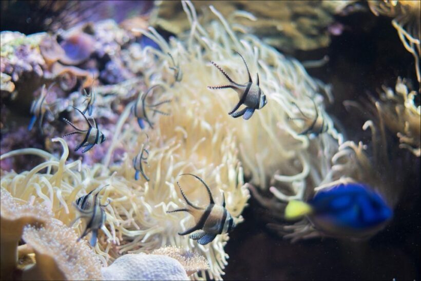 Costa d'en Blanes: Entry Ticket for Marineland Mallorca - The Sum Up