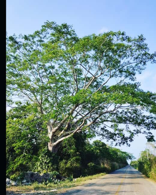 Costa Maya: Mayan ruins and jungle - An In-Depth Look at the Tour