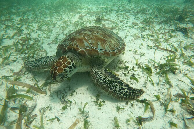 Costa Maya, snorkeling on the reef with fish, looking for turtles - What to Expect from the Costa Maya Snorkel Tour