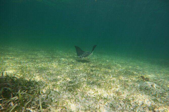 Costa Maya, snorkeling on the reef with fish, looking for turtles - Real Experiences from Travelers
