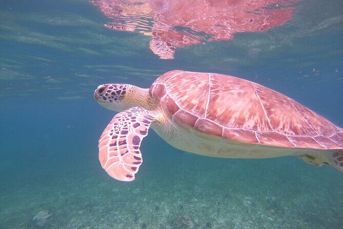 Costa Maya, snorkeling on the reef with fish, looking for turtles - Final Thoughts: Is This Tour for You?