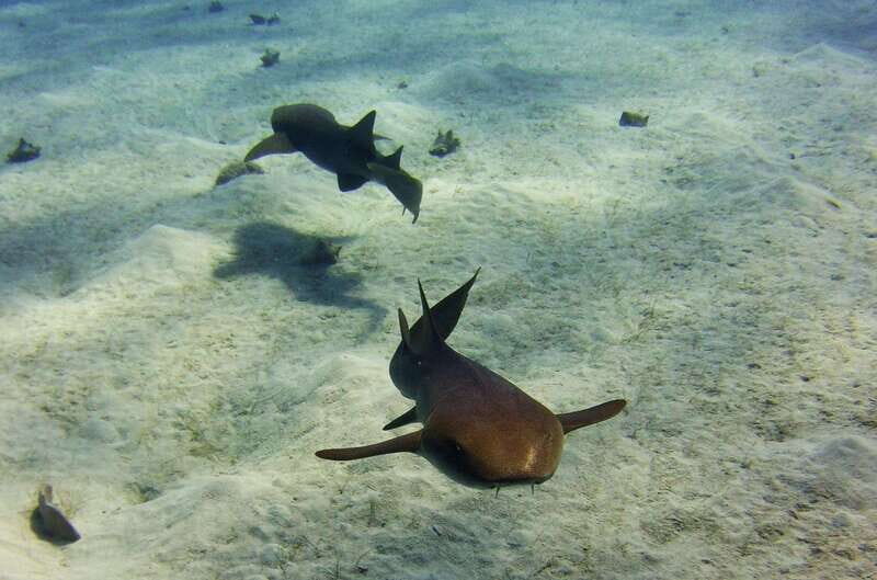Costa Maya: Two Tank Fun Dive for Certified Divers - Key Points