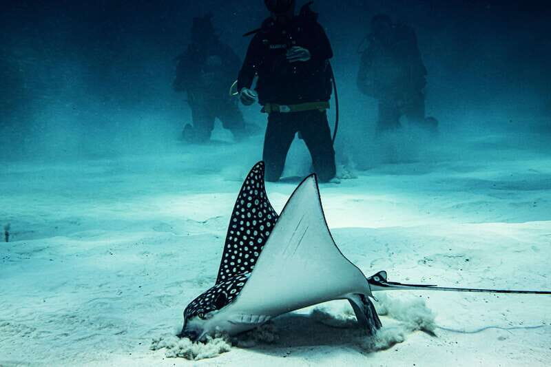 Costa Maya: Two Tank Fun Dive for Certified Divers - Introduction: What’s the Deal with Costa Maya’s Two Tank Dive?