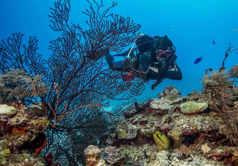 Costa Maya: Two Tank Fun Dive for Certified Divers - The Itinerary in Detail