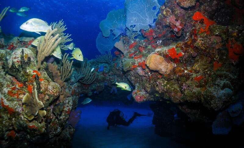 Costa Maya: Two Tank Fun Dive for Certified Divers - Is This Tour Right for You?