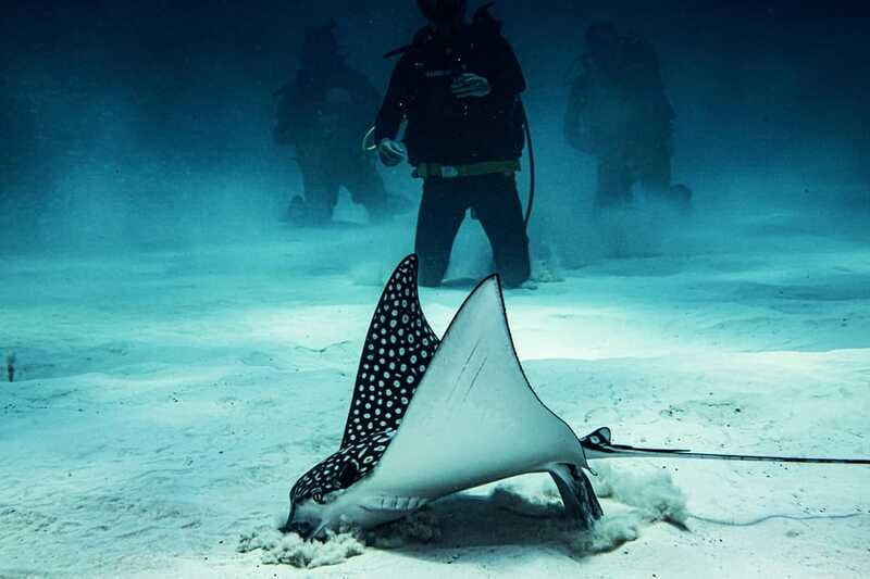 Costa Maya: Two Tank Fun Dive for Certified Divers - Frequently Asked Questions (FAQs)