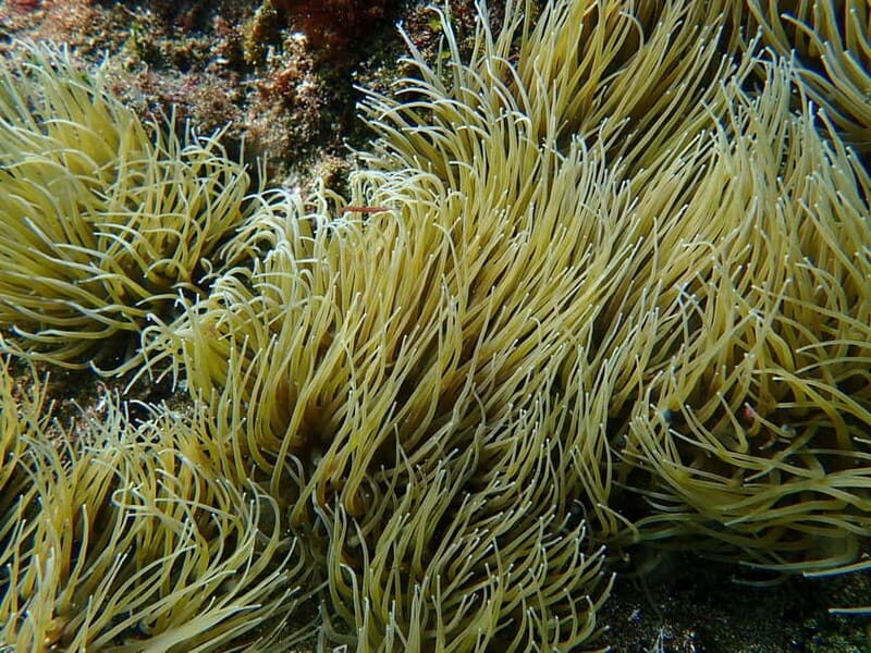 Costa Teguise: Snorkeling Tour with Instructor & Equipment - The Authentic Experience: What Travelers Say