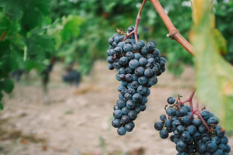 Côte de Beaune Half-Day Wine Tour from Dijon - The Practical Details