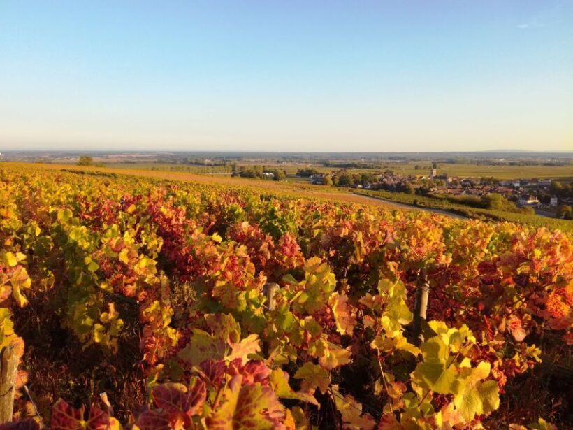 Côte de Beaune Private Local Wineries and Wine Tasting Tour - The Overall Experience: Authentic, Comfortable, and Scenic